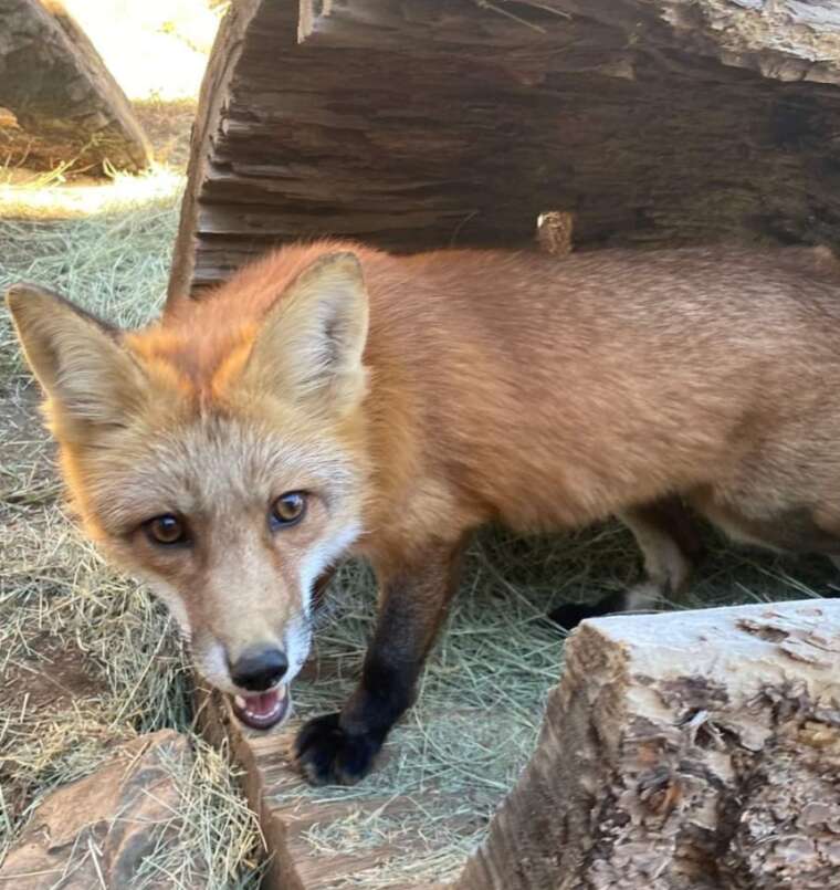 Red Fox – Big Bear Zoo