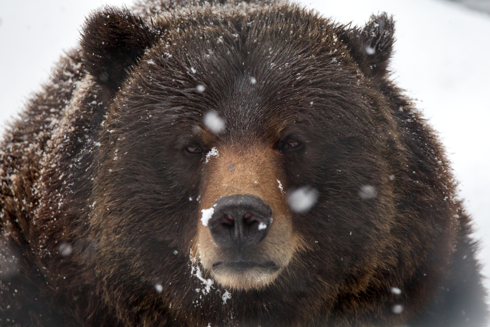 Grizzly Bears Big Bear Zoo Grizzly Bears Big Bear Zoo