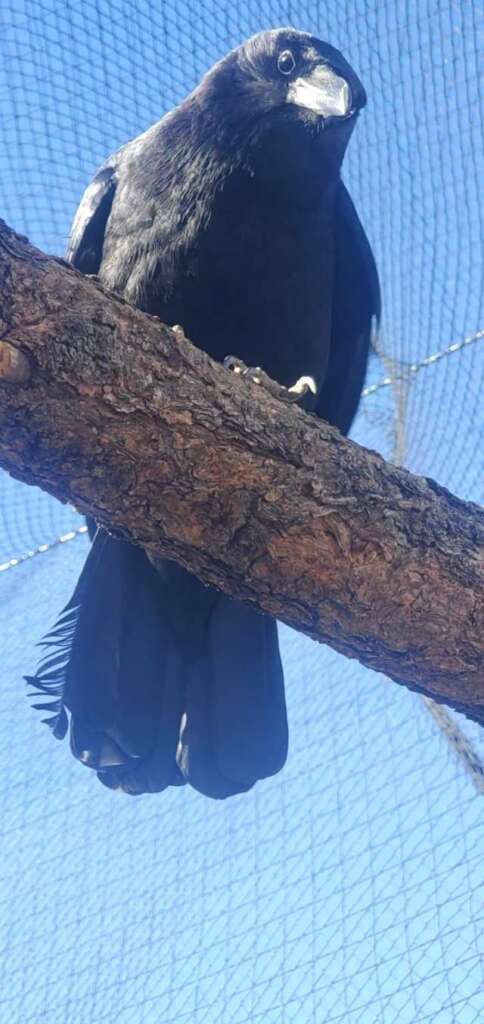 American Crow – Big Bear Zoo